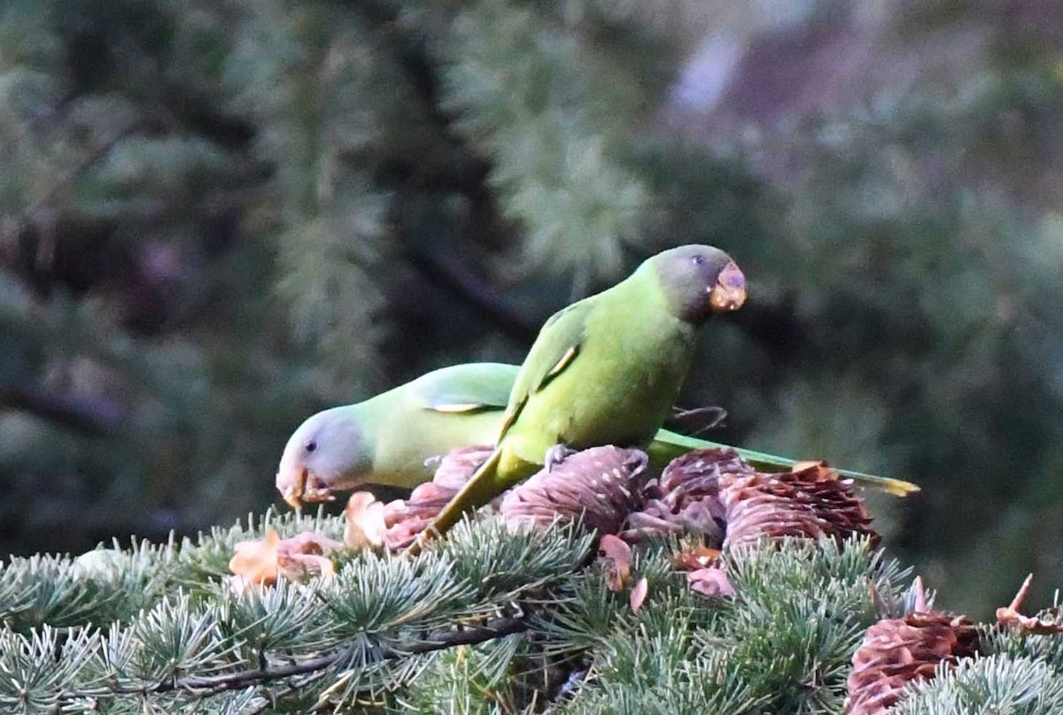 eBird India Checklist - 21 Nov 2021 - Shimla - 29 species