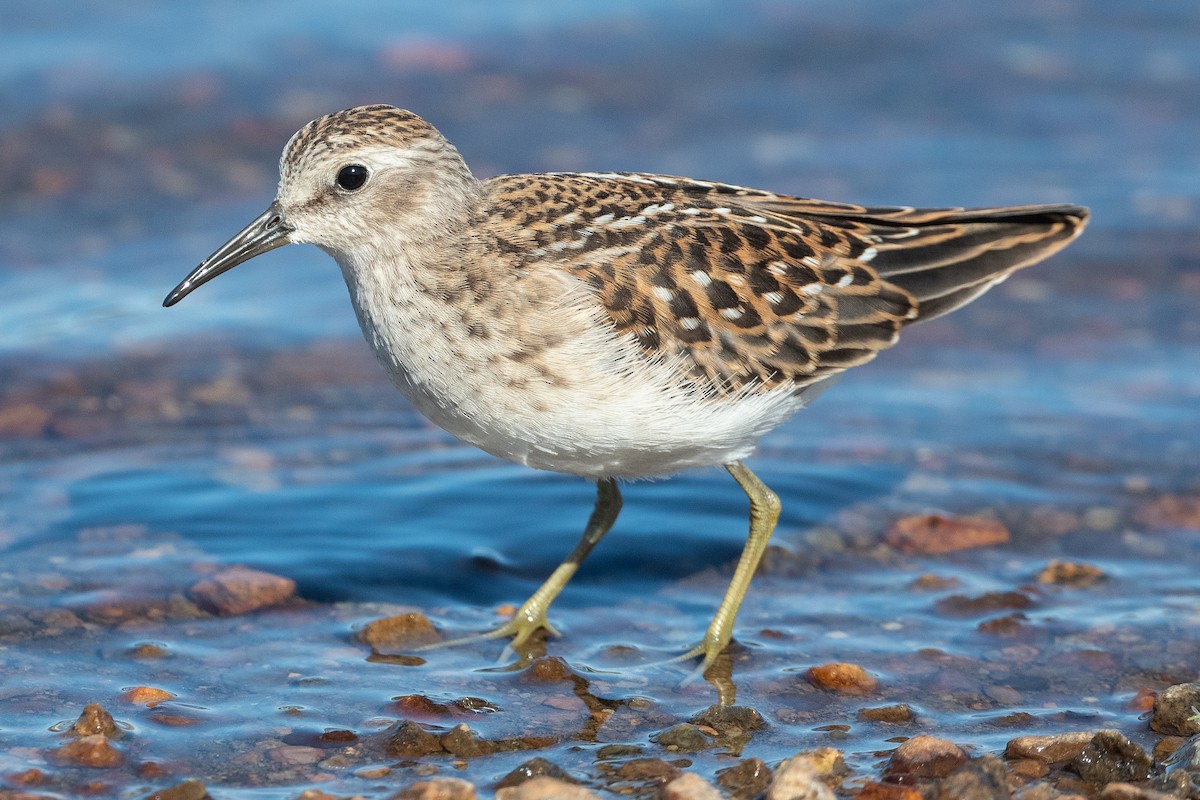 eBird Checklist - 3 Aug 2022 - Route 0907 (km 50-55), Lac-aux-Brochets ...