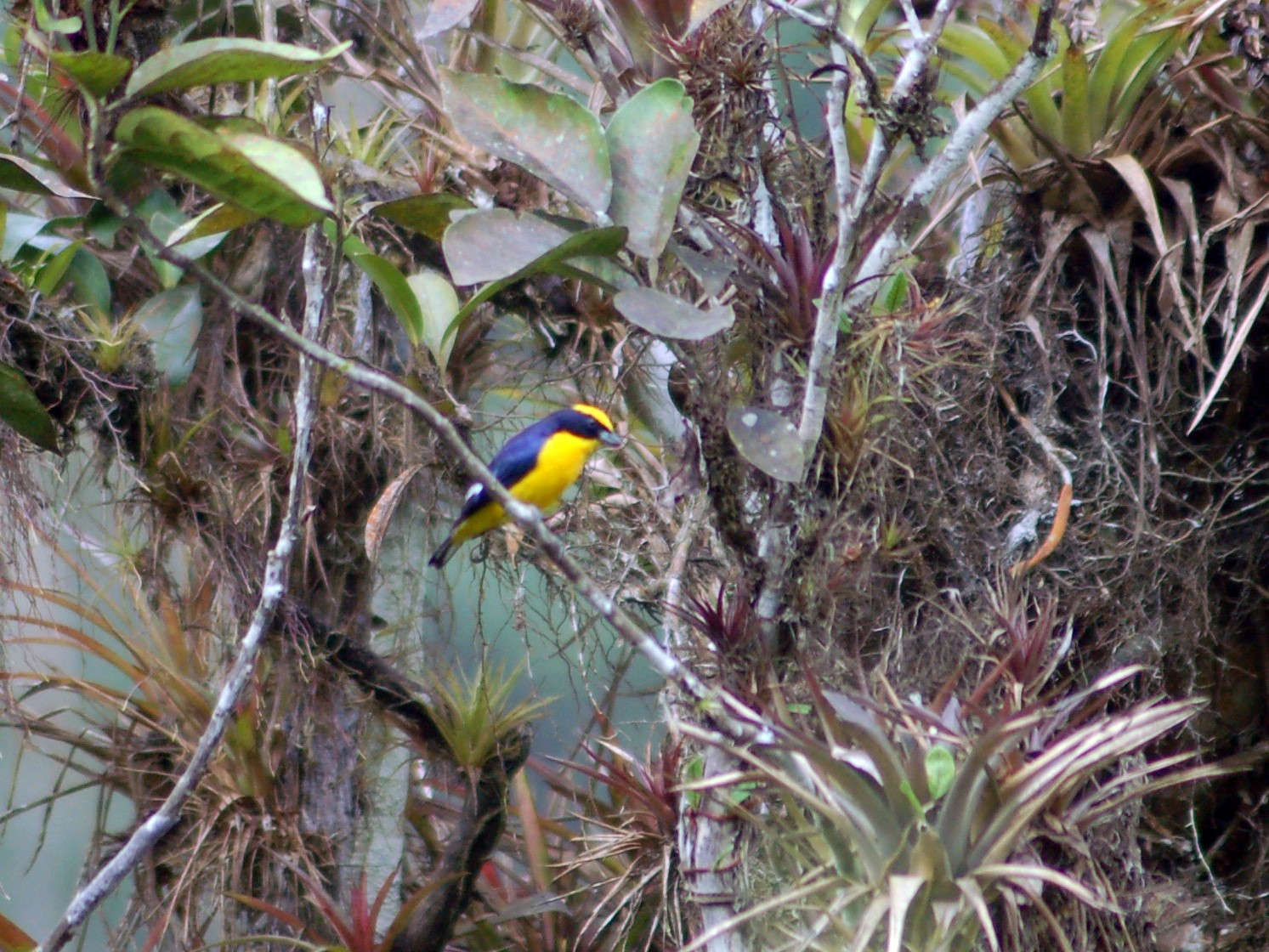 Thick-billed Euphonia - eBird