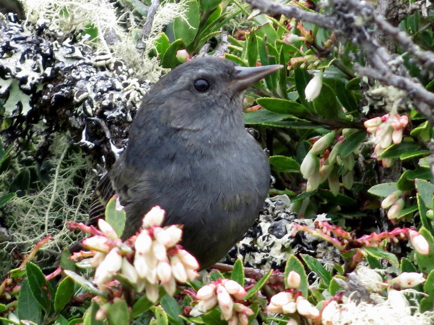 Peg-billed Finch - eBird