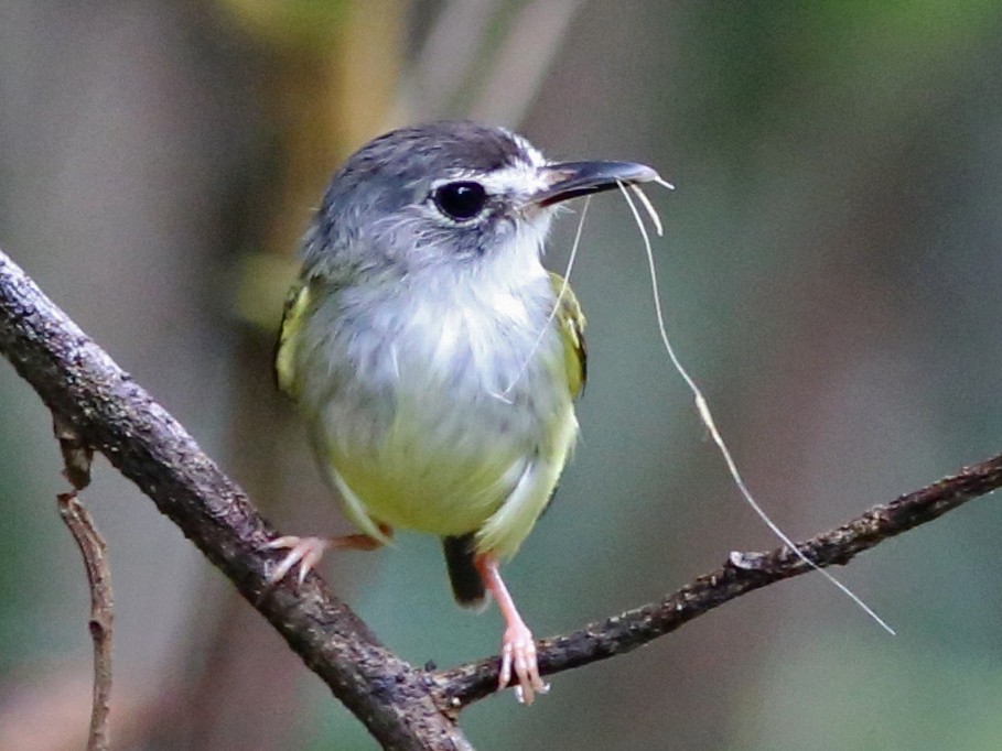 Black-capped Pygmy-Tyrant - Myiornis atricapillus - Birds of the World
