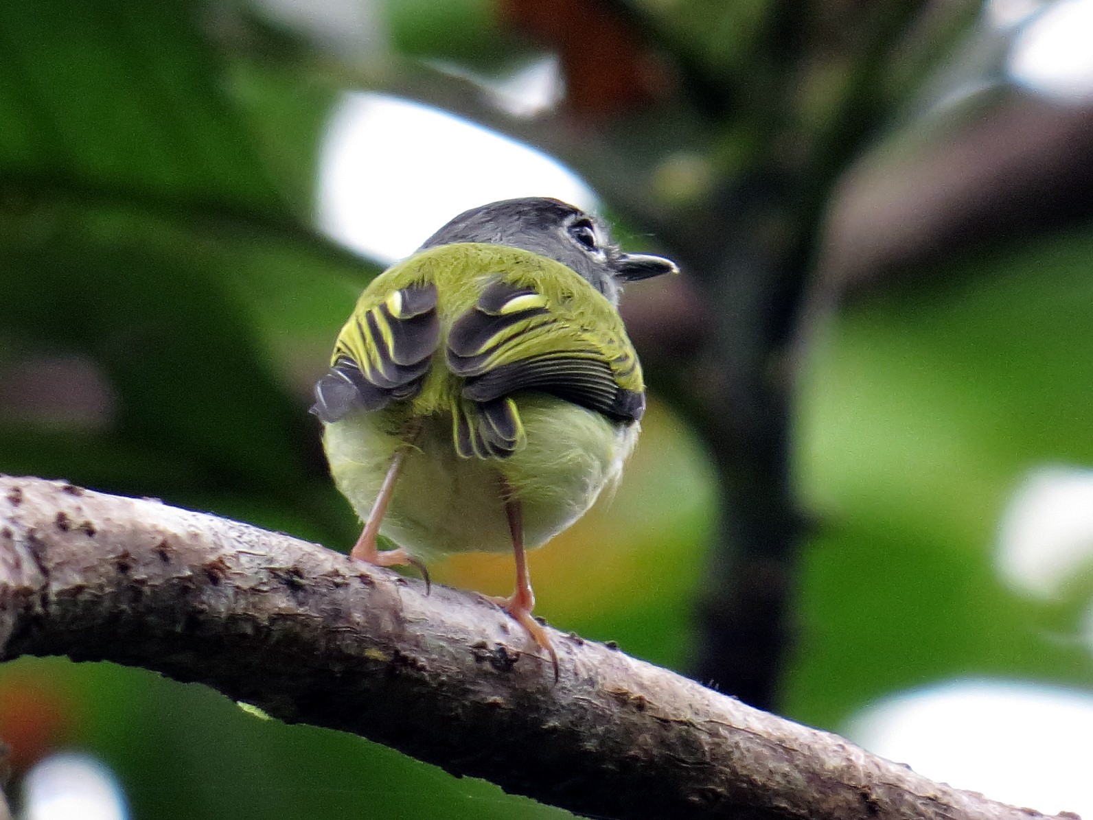 Black-capped Pygmy-Tyrant - eBird