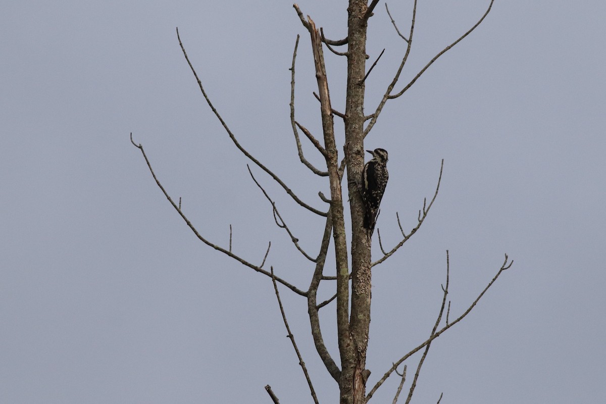 eBird Checklist - 4 Aug 2022 - Erie NWR - 41 species (+1 other taxa)