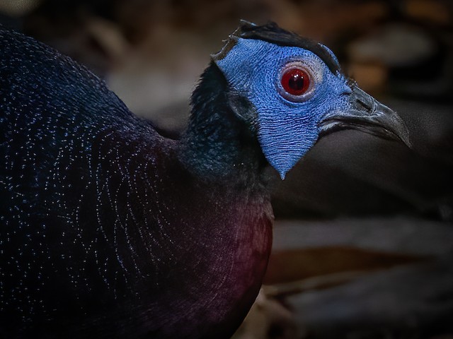 Photos - Bornean Crestless Fireback - Lophura pyronota - Birds of the World