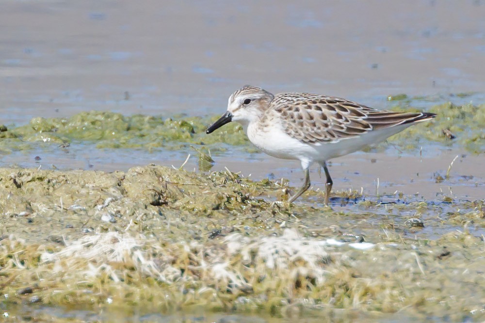 ML472624241 Semipalmated Sandpiper Macaulay Library