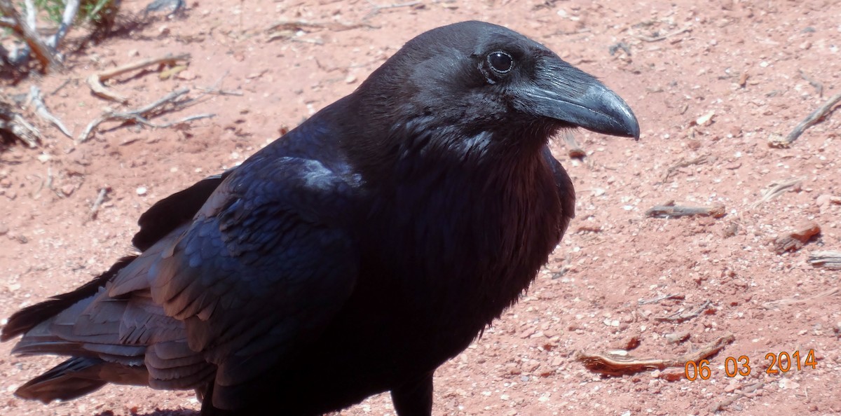 ML472648281 Common Raven Macaulay Library