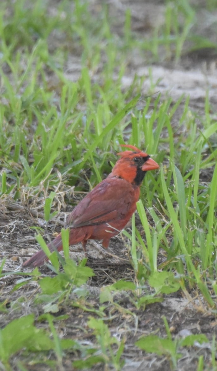 ML472667941 - Northern Cardinal - Macaulay Library ML472667941 - Northern Cardinal - Macaulay Library
