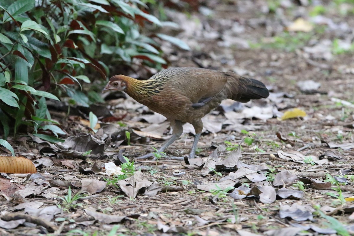 eBird Checklist - 3 Aug 2022 - Toa Payoh Town Park - 12 species