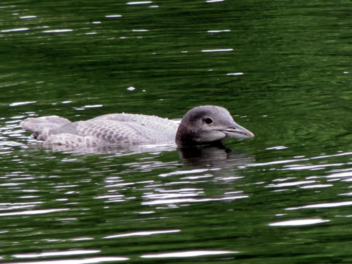 eBird Checklist - 4 Aug 2022 - Metcalf Pond - Fletcher (81 acres) - 1 ...