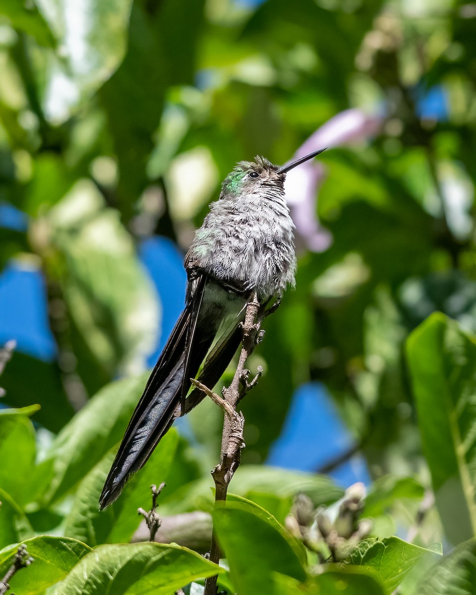 eBird Checklist - 4 May 2022 - Peru - 4 species