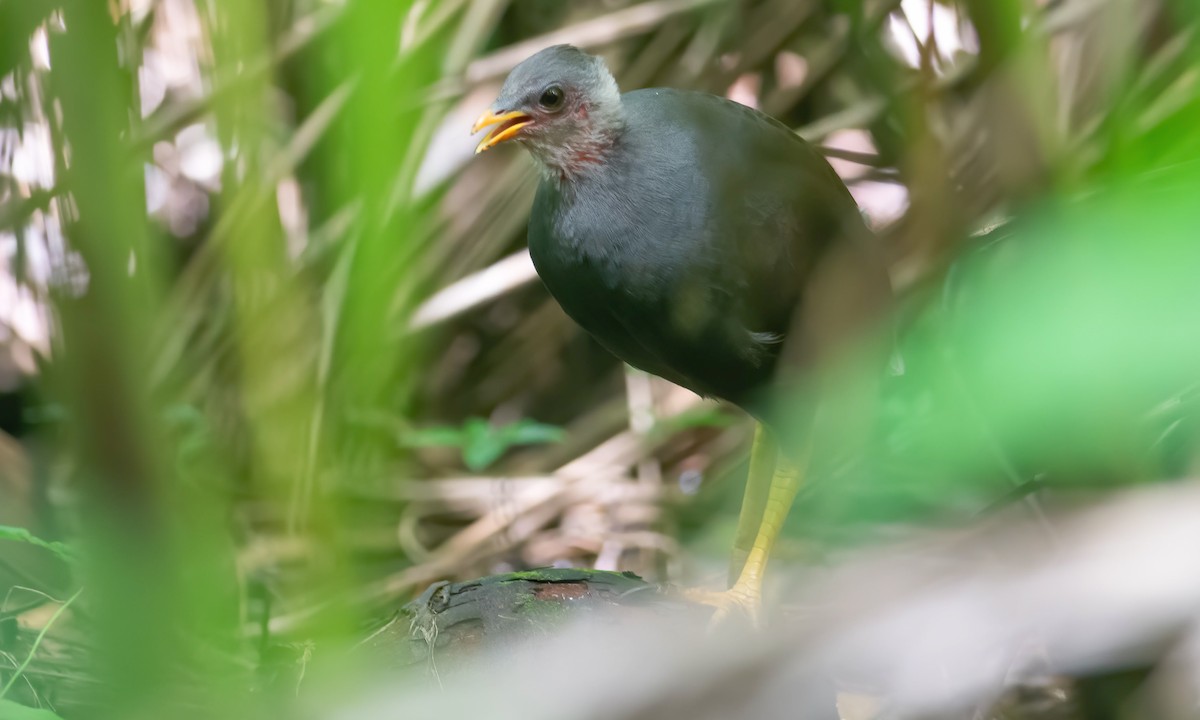 Tongan Megapode - Megapodius pritchardii - Birds of the World
