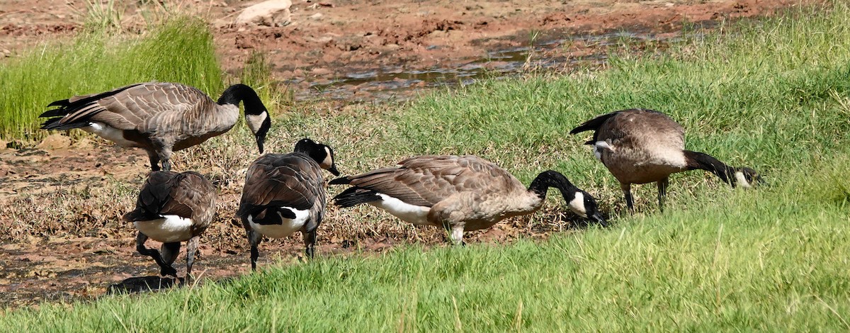 eBird Checklist - 5 Aug 2022 - Confluence Park - 28 species