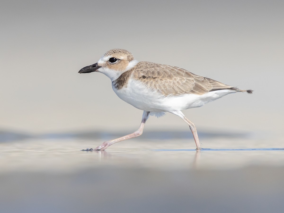 Wilson's Plover - Anarhynchus wilsonia - Birds of the World