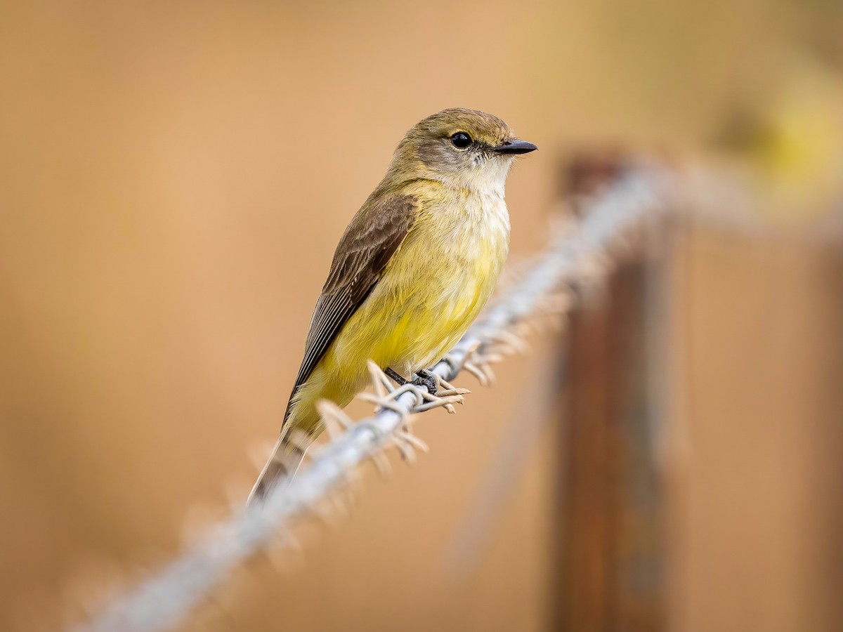 Lemon-bellied Flyrobin - Microeca flavigaster - Birds of the World