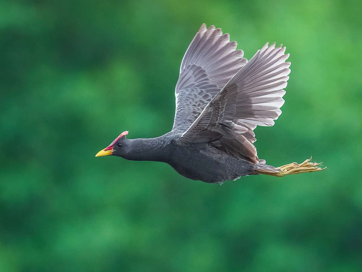 Watercock - Gallicrex cinerea - Birds of the World