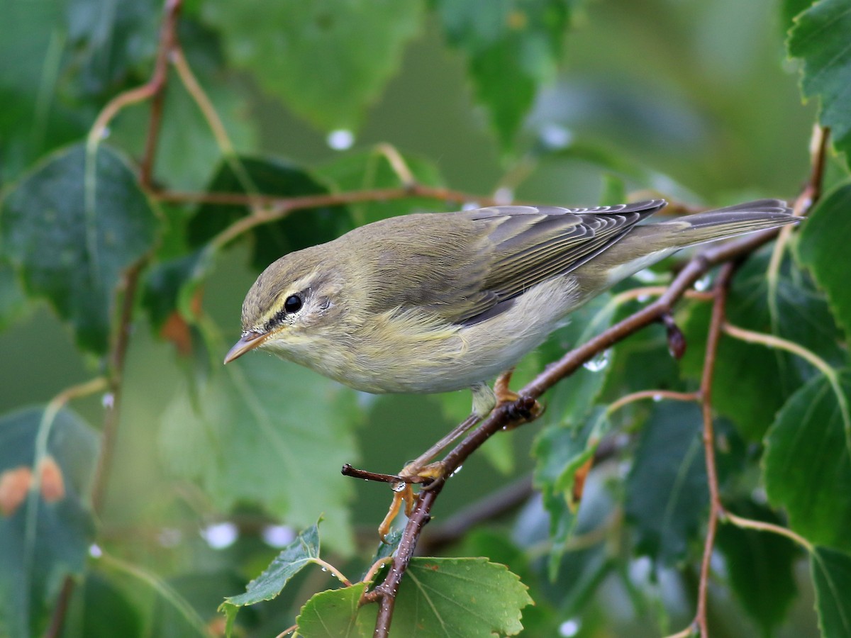 Willow Warbler - Phylloscopus trochilus - Birds of the World