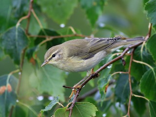 Willow Warbler - Phylloscopus trochilus - Birds of the World
