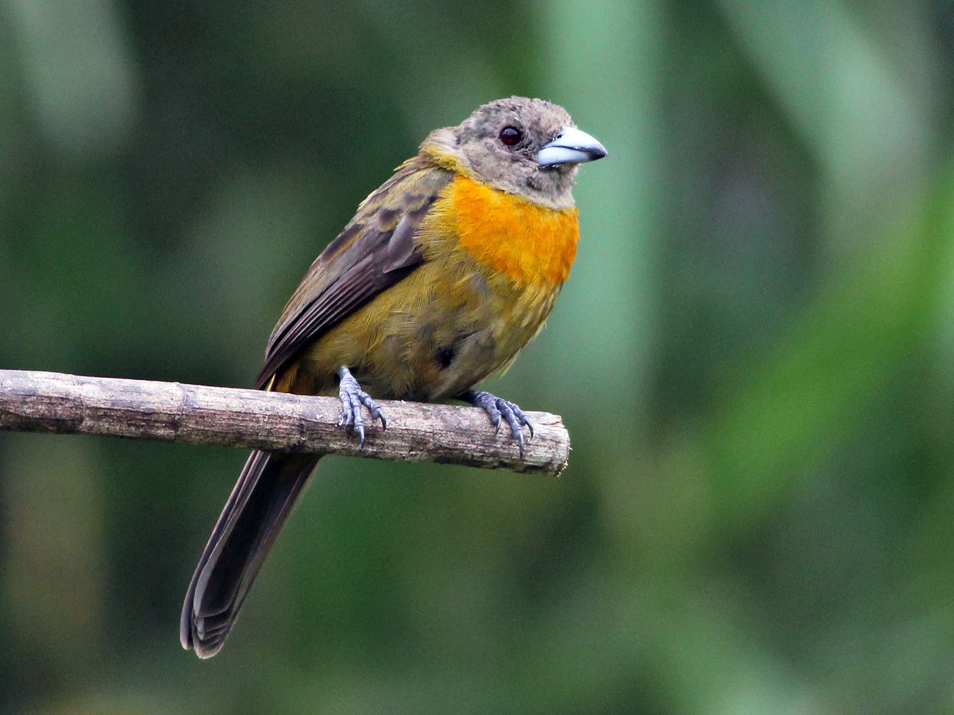 Scarlet-rumped Tanager - eBird