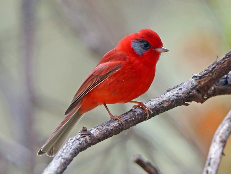 Red Warbler Bird