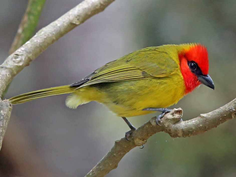 Red-headed Tanager - eBird