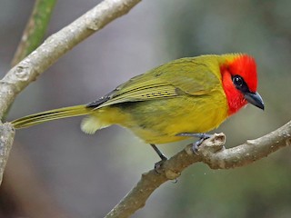 Red-headed Tanager - eBird