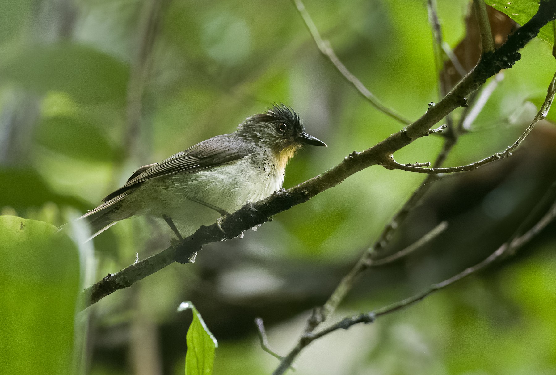 Visayan Babbler - eBird