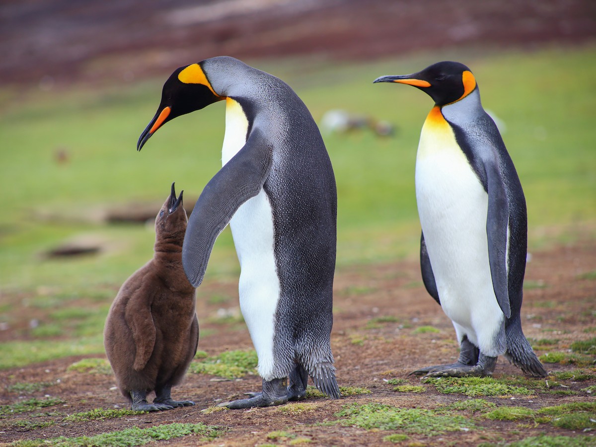 King Penguins