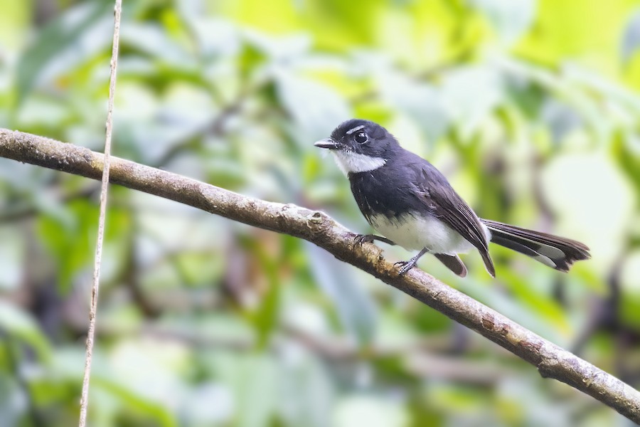 Northern Fantail (Biak) - eBird