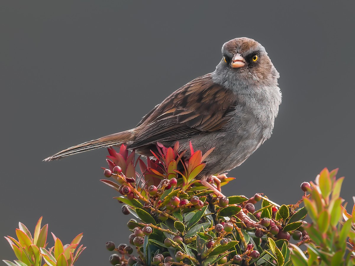 Volcano Junco - Junco vulcani - Birds of the World