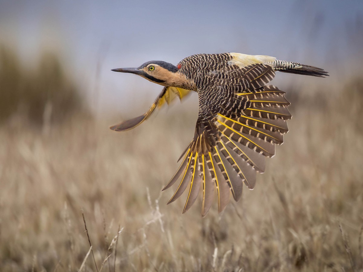 Andean Flicker - Colaptes rupicola - Birds of the World