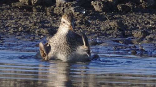 eBird Checklist - 6 Aug 2022 - Piute Ponds (permit required) - 60 ...