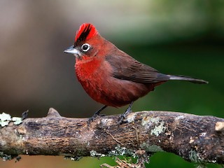 Red-crested Finch - Coryphospingus cucullatus - Birds of the World