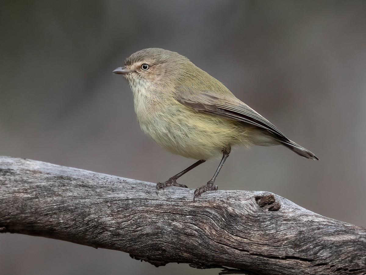 Weebill - Smicrornis brevirostris - Birds of the World