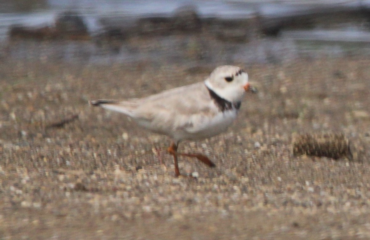 eBird Checklist - 29 Jul 2022 - Dillon SP - 20 species