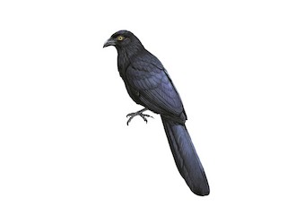 Biak Coucal - Centropus chalybeus - Birds of the World