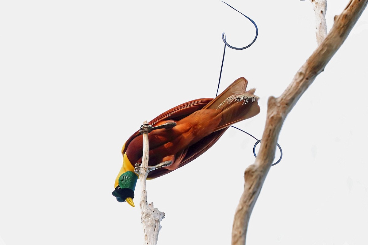 Red Bird-of-Paradise - Paradisaea rubra - Birds of the World