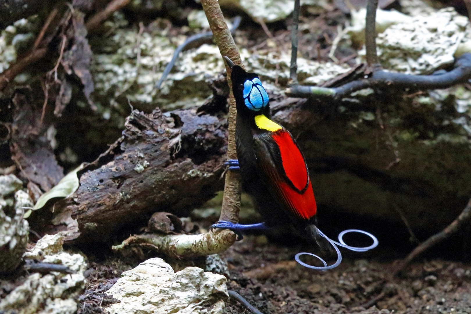Wilson's Bird-of-Paradise - eBird