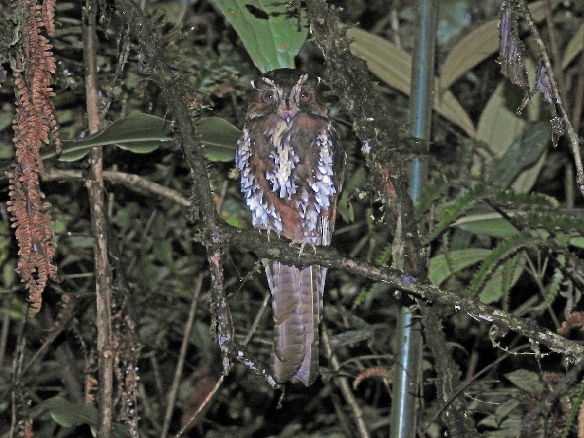 Feline Owlet-nightjar - Aegotheles insignis - Birds of the World