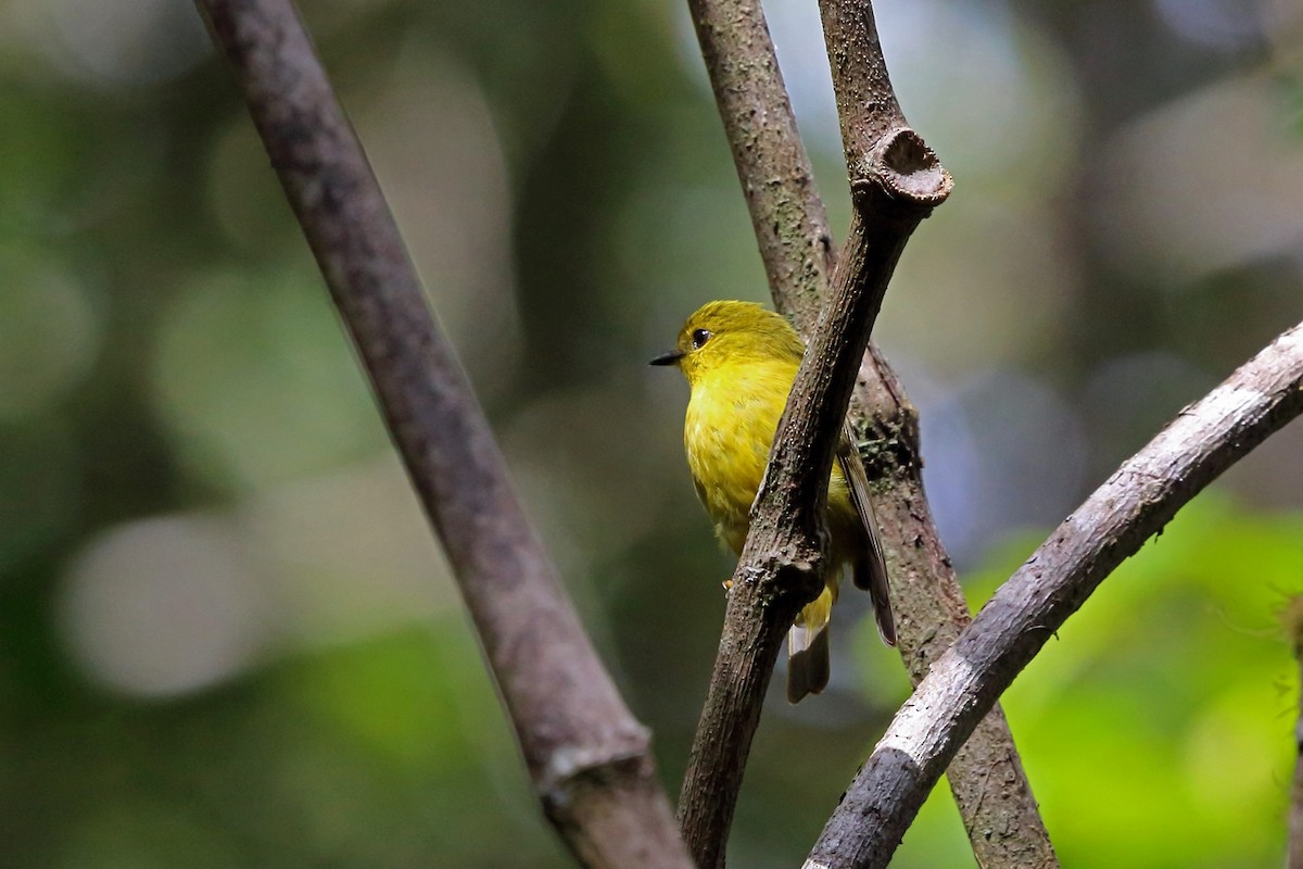 Canary Flyrobin - Devioeca papuana - Birds of the World