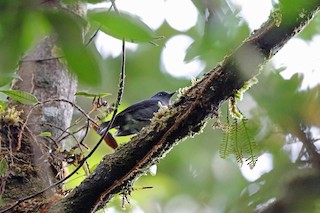 Smoky Robin - Melanodryas cryptoleuca - Birds of the World