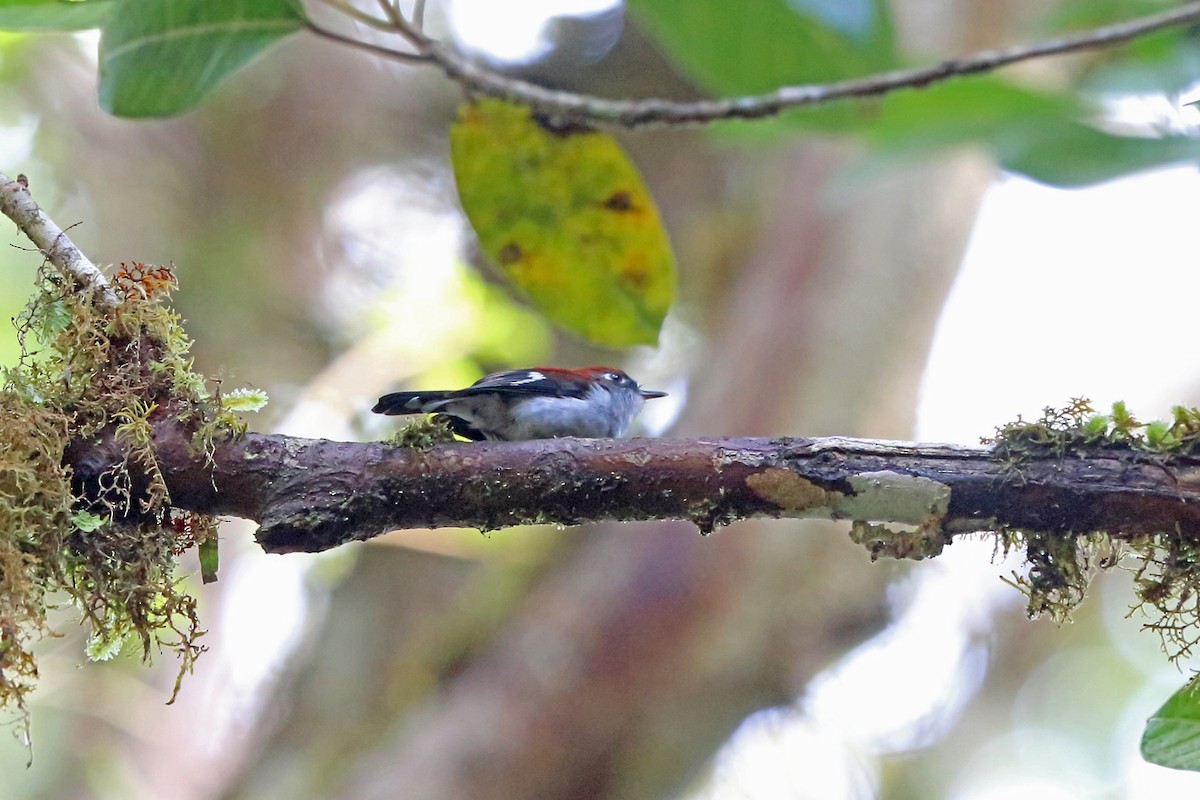 Garnet Robin - Eugerygone rubra - Birds of the World