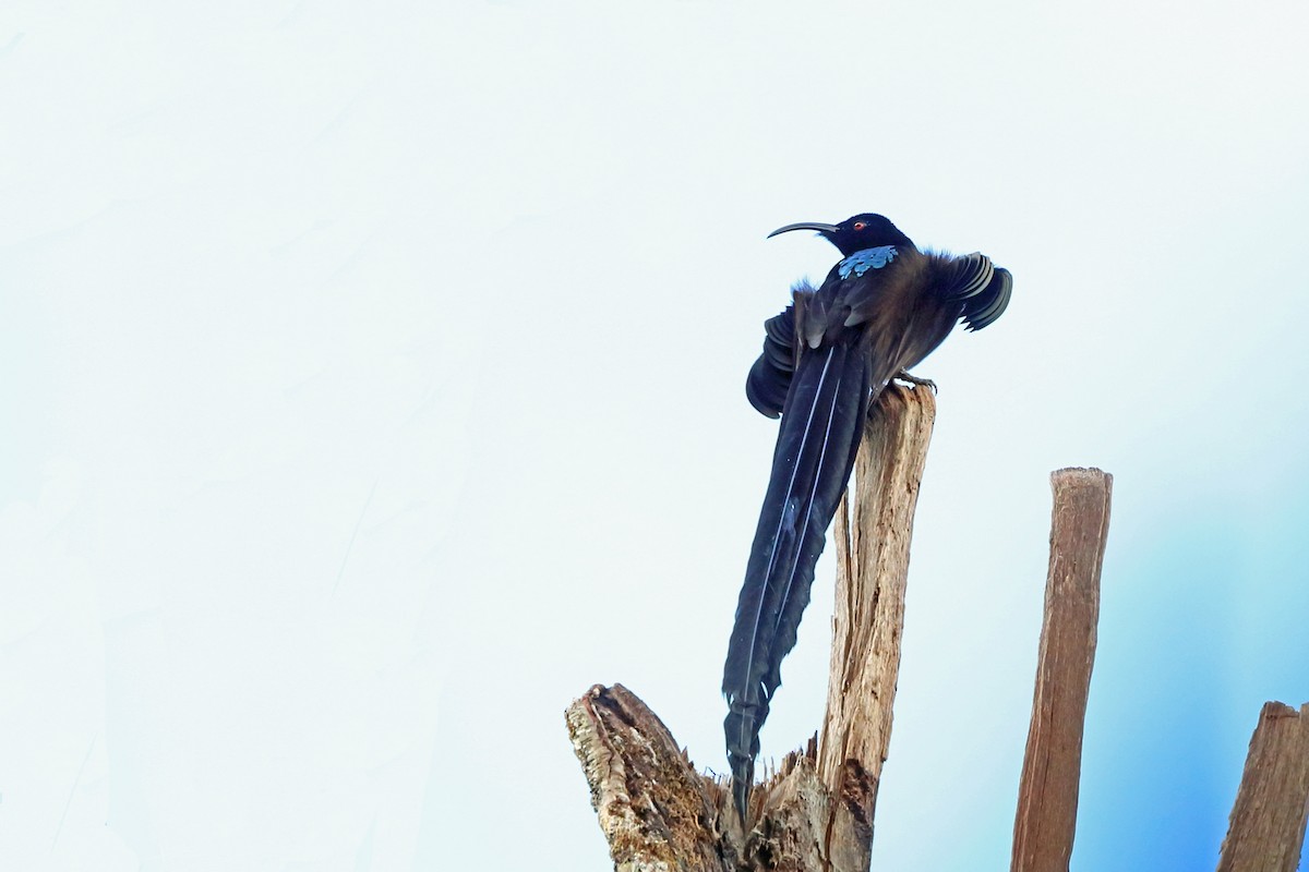 Black Sicklebill - Epimachus fastosus - Birds of the World