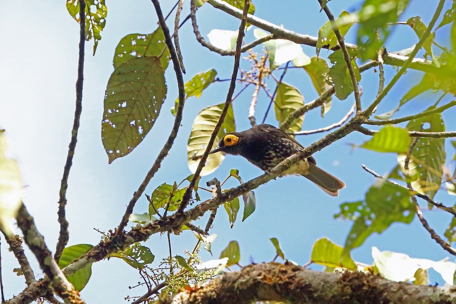 Arfak Honeyeater - eBird