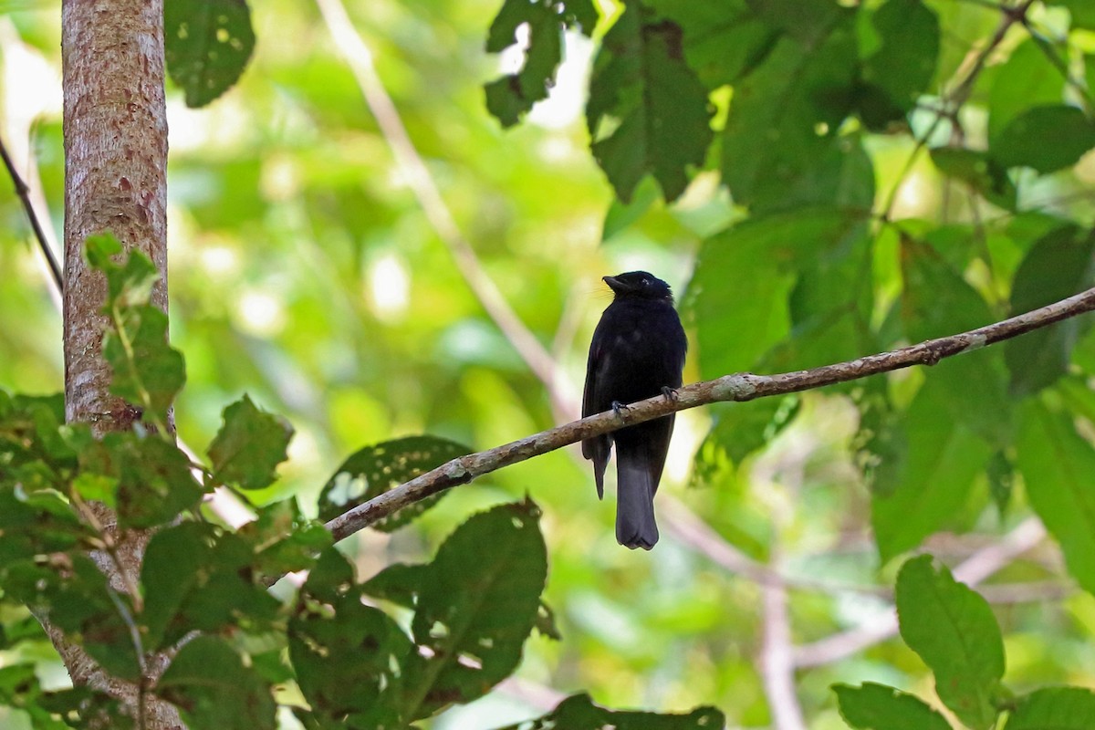 Drongo Fantail - Chaetorhynchus papuensis - Birds of the World