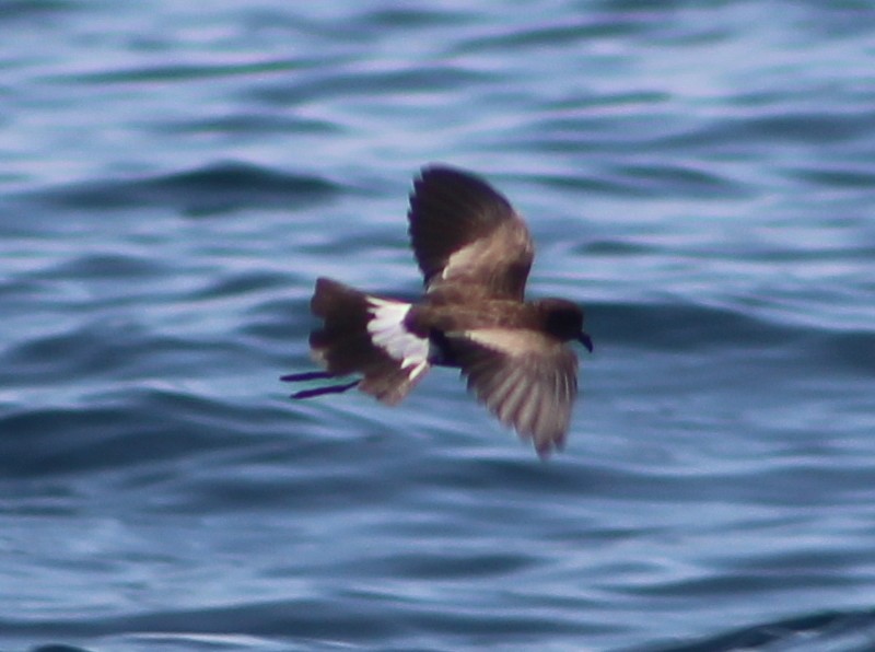 eBird Checklist - 4 Aug 2022 - New Jersey pelagic to Hudson Canyon (New ...