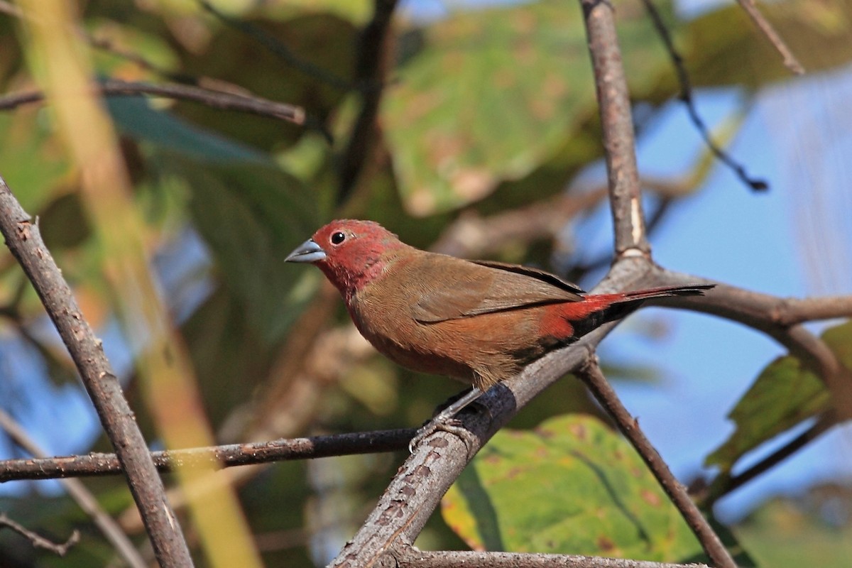 Jameson's Firefinch - Lagonosticta rhodopareia - Birds of the World