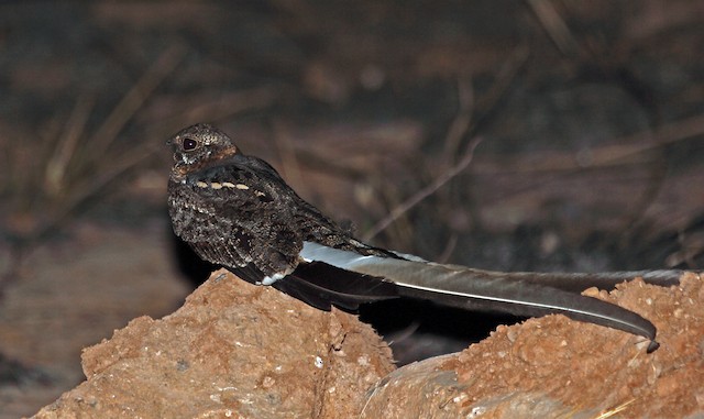 Pennant Winged Nightjar