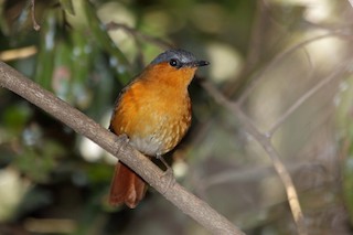 Bocage's Akalat - Sheppardia bocagei - Birds of the World