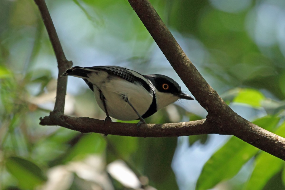 Boulton's Batis - Batis margaritae - Birds of the World