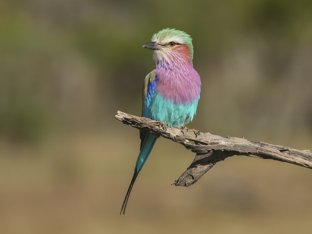 Lilac-breasted Roller - Coracias caudatus - Birds of the World